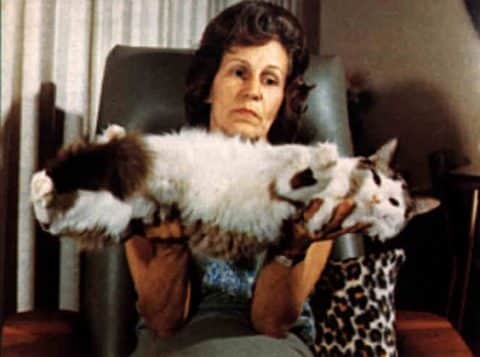 The Ultimate Guide to Ragdoll Mix Breeds - Pictures, Types & Cost