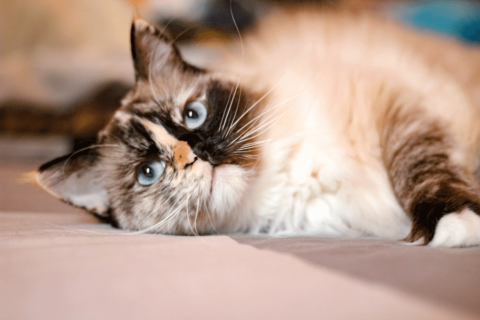 Everything you need to know about Tortie Ragdoll Cats