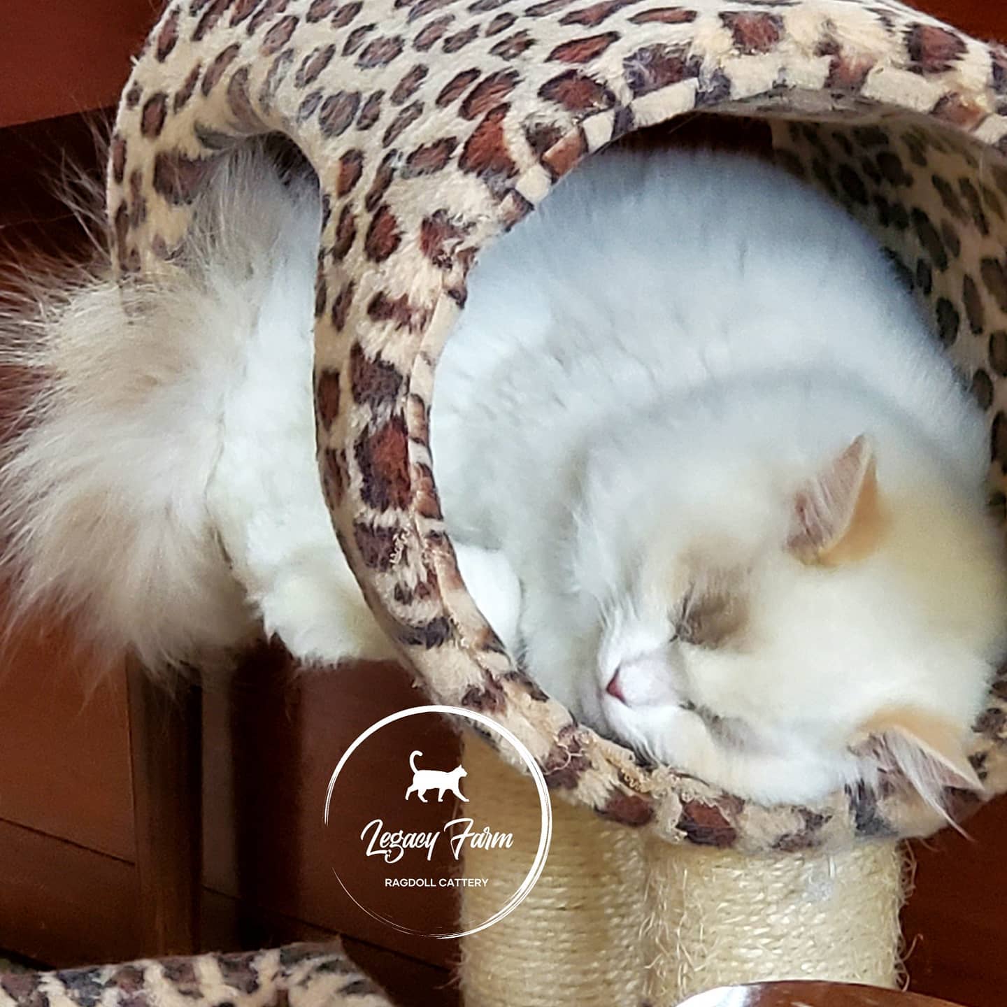 Legacy Farm Ragdolls-Registered Ragdoll Cat Breeder