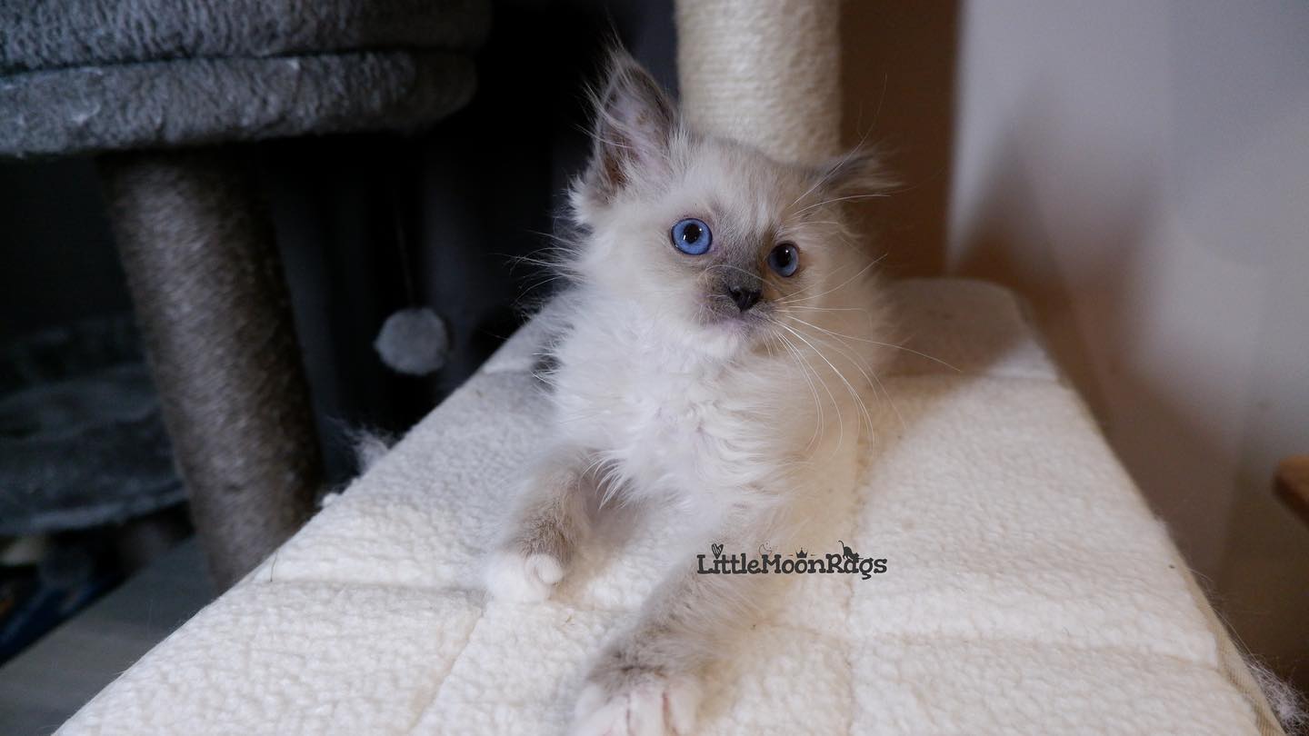 Littlemoonrags Cattery-Registered Ragdoll Cat Breeder