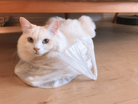 Everything you need to know about Lynx Ragdoll Cats