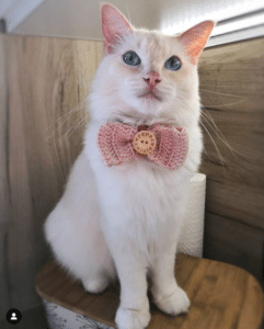 Everything you need to know about Cream Ragdoll Cats