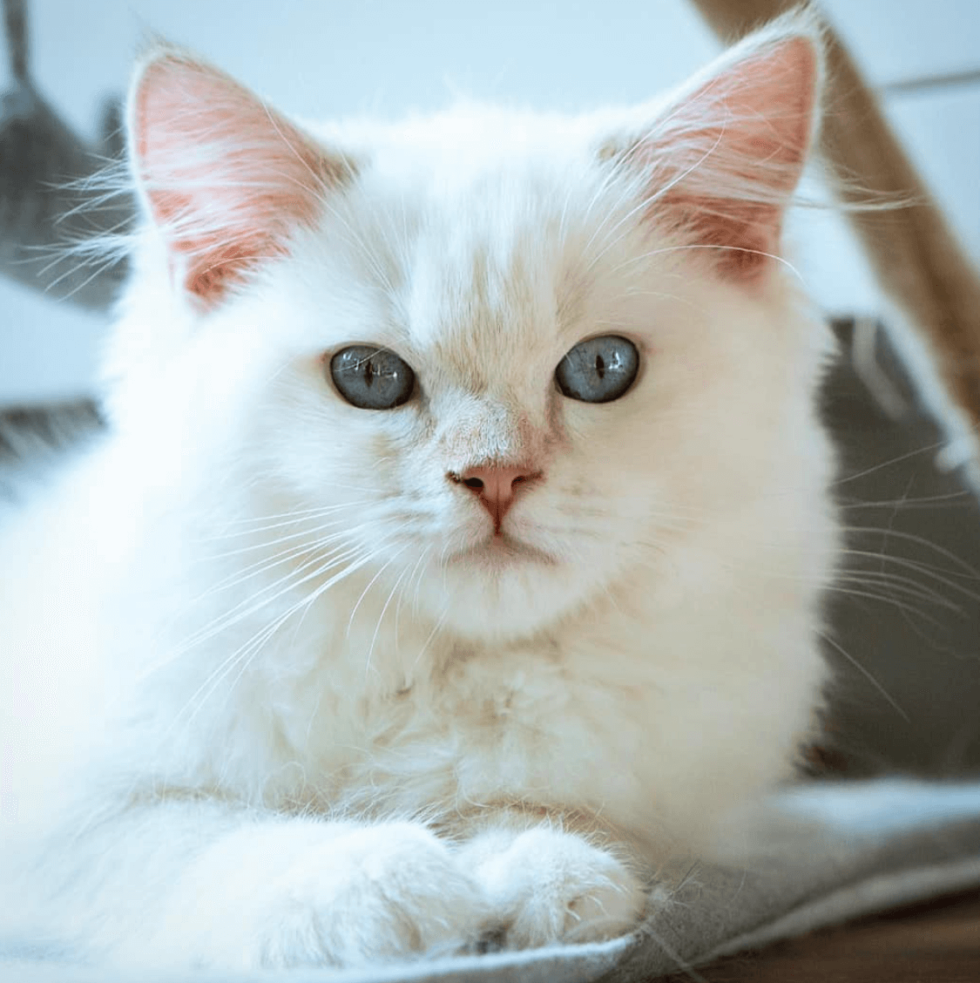 Cinnamon Ragdoll Cats: The Facts
