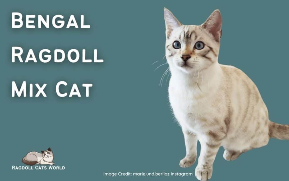 Ragdoll Bengal Mix - Everything you need to know + pictures