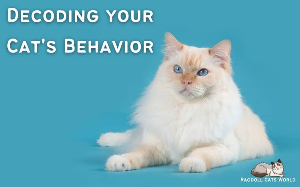 Decoding Cat Behavior: How to Speak Cat