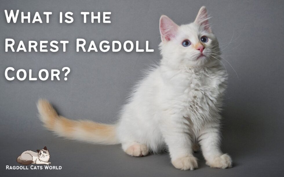 What is the Rarest Ragdoll Color?