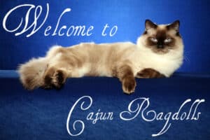 Cajun Ragdolls-Registered Ragdoll Cat Breeder in Houston Texas