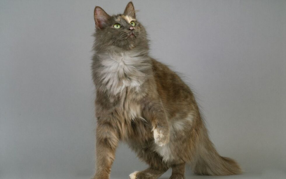 Ragdoll Cat Vs Turkish Angora Cat