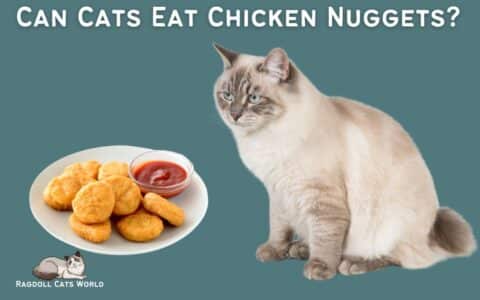 Can Cats Eat Chicken Nuggets?