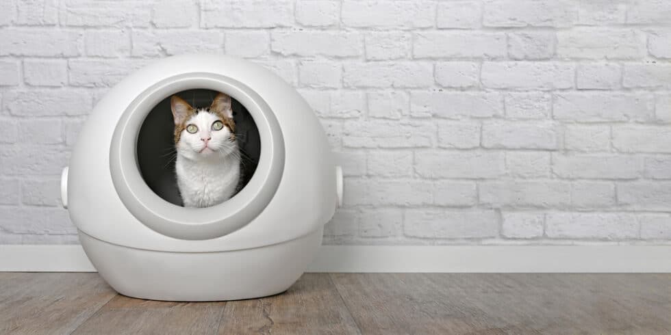 How to Train Your Ragdoll Cat to Use an Automatic Litter Box